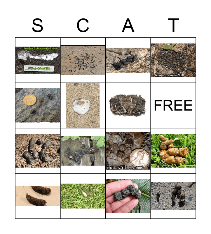 SCAT BINGO Card