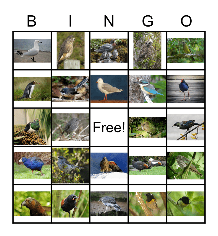 Native New Zealand Birds Bingo Card