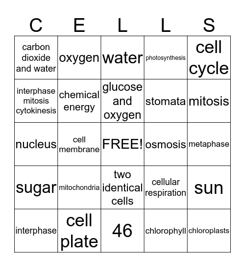 Photosynthesis/Cell Cycle Review Bingo Card