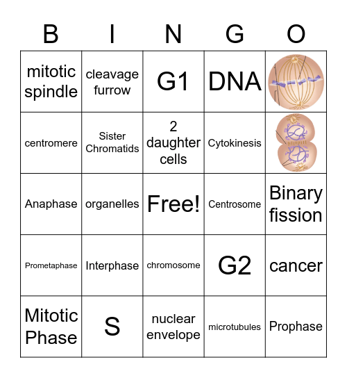 Cell Cycle Bingo Card