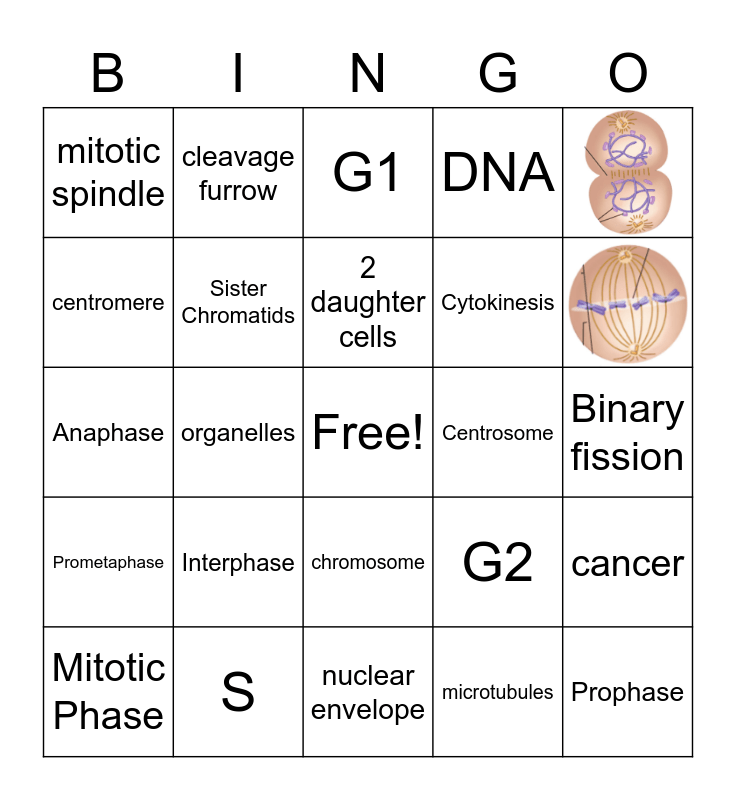 Cell Cycle Bingo Card
