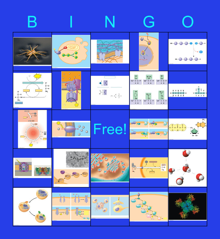 APBio Semester 1 Bingo Card