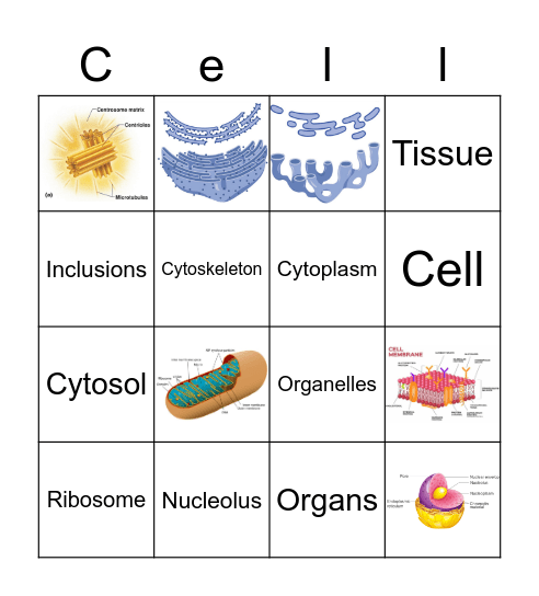 Cell Structure Bingo Card