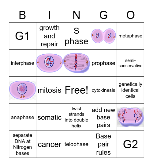 Cell Cycle Review Bingo Card