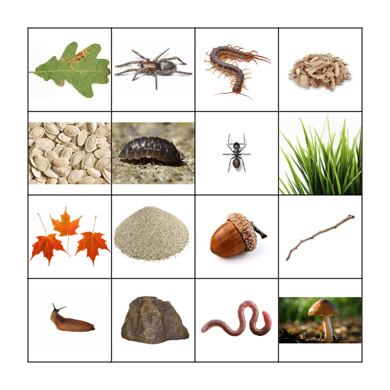 Soil Scavenger Hunt Bingo Card