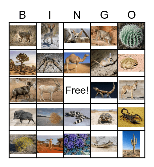Tropical Desert Bingo Card
