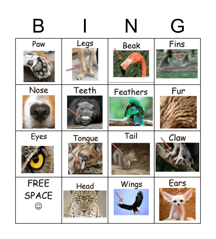 Animal Parts Bingo Card