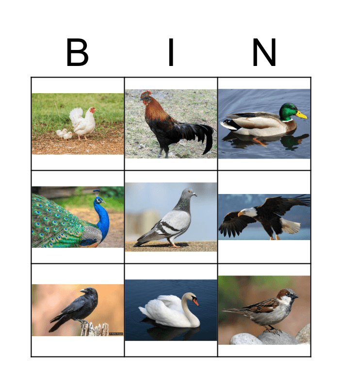 Birds - Panchi Bingo Card