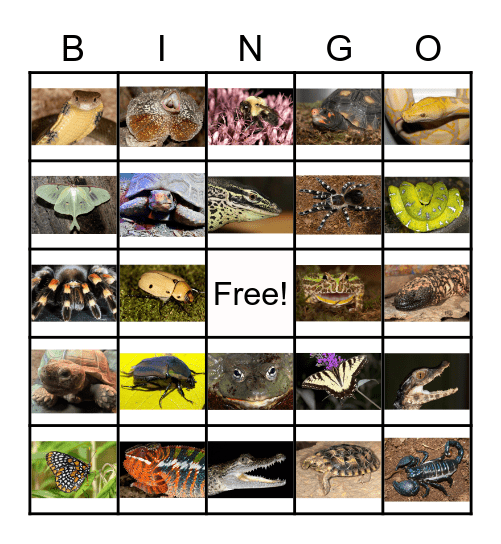Riverside Reptiles Virtual Bingo Game Bingo Card