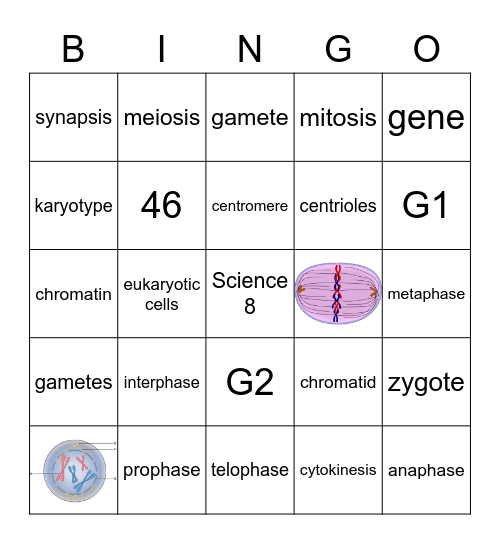 Cell Division Bingo Card