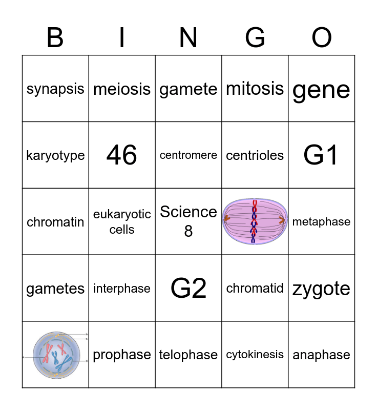 Cell Division Bingo Card