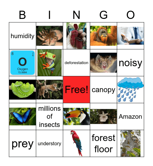 Rainforest Bingo Card