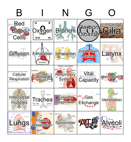 Respiratory System Bingo Card