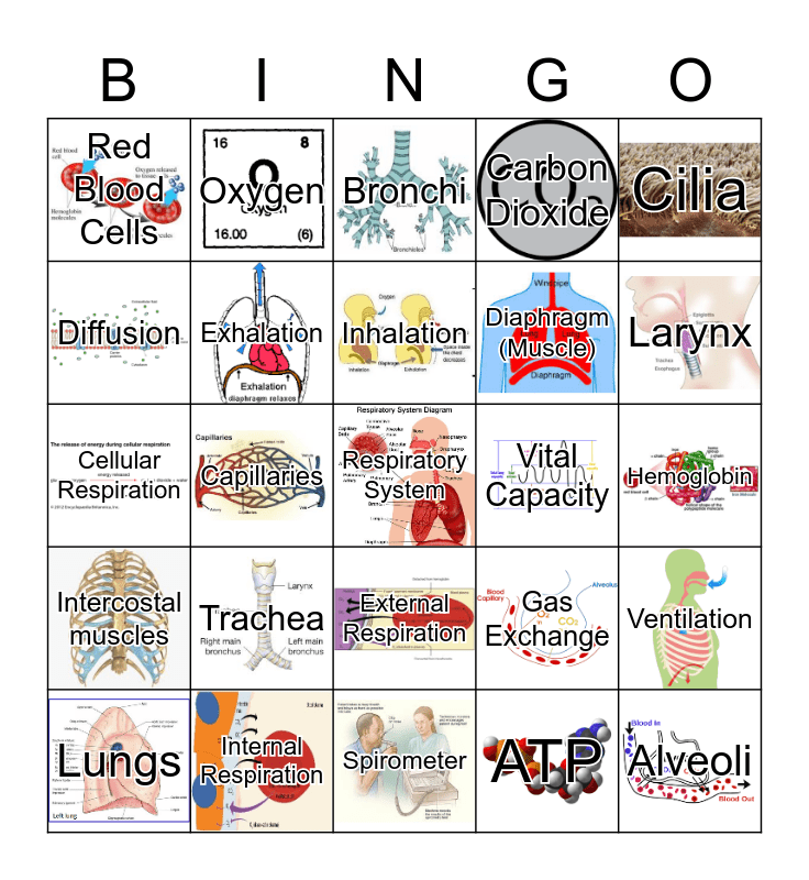 Respiratory System Bingo Card