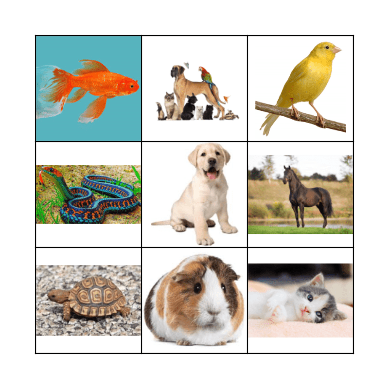 Les Animaux Domestiques Bingo Card