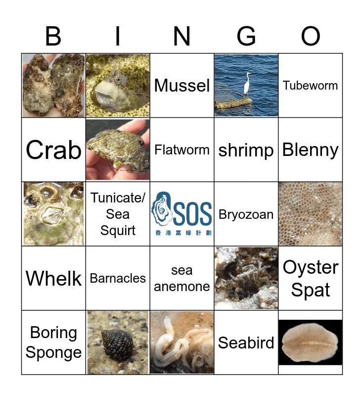 Oyster Shell Bingo Card