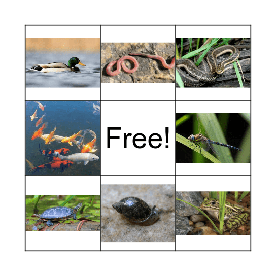 Pond Bingo Card