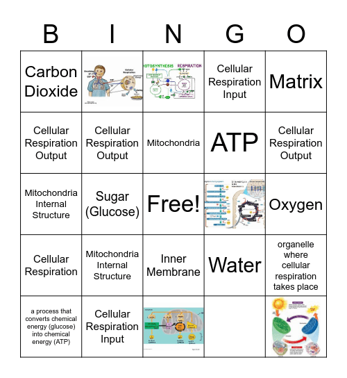 Cellular respiration Angel Liburd Bingo Card