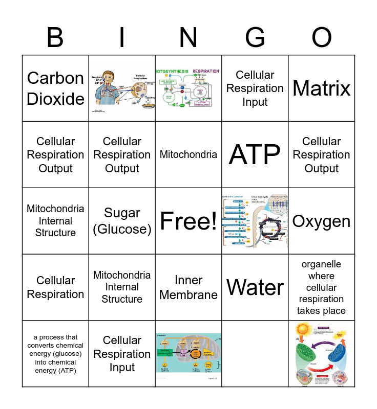 Cellular respiration Angel Liburd Bingo Card