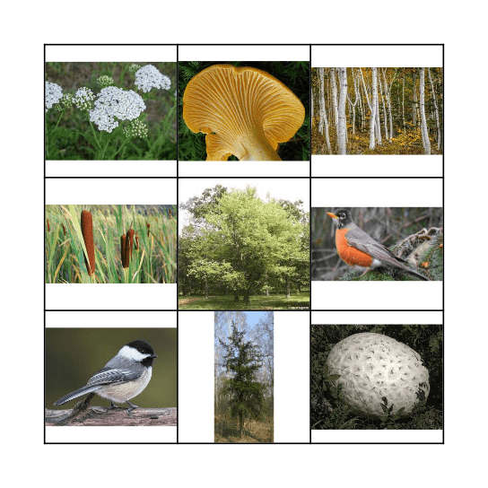 Living Things Picture Bingo Card