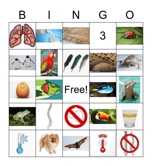 Animal Classes Bingo Card