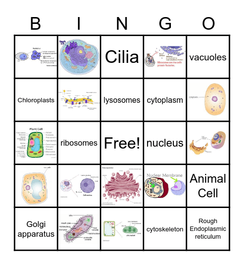 Cell Parts and Functions Bingo Card