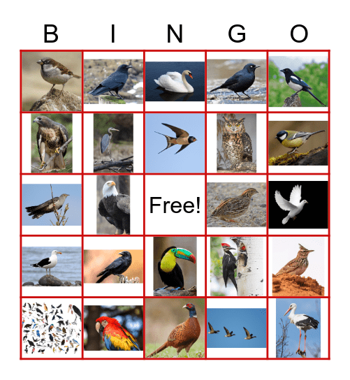 BIRDS Bingo Card