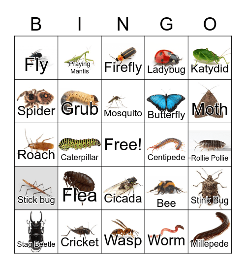 Bugs Bingo Card