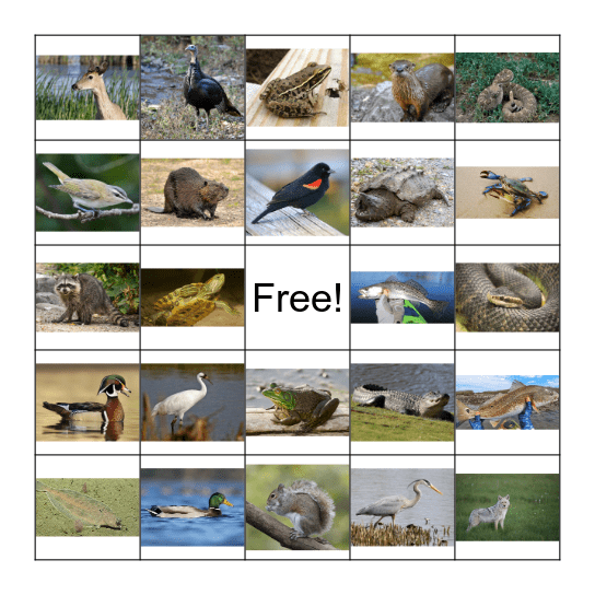 Who's Who in a Wetland? Bingo Card