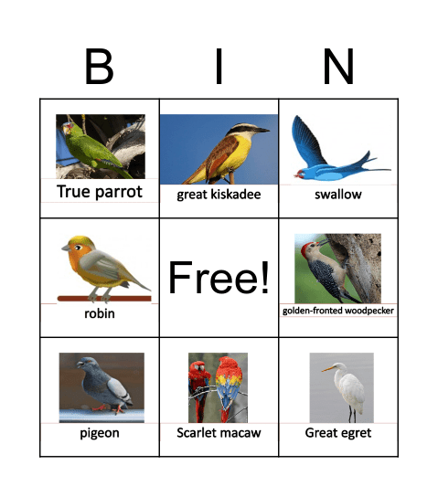 BIRDS Bingo Card