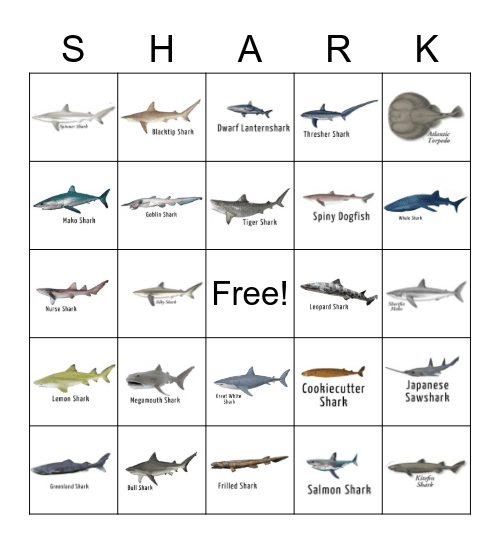 SHARK BINGO Card