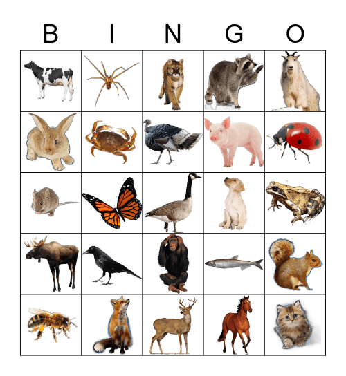 Animals Bingo Card
