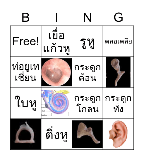 Ear structure Bingo Card