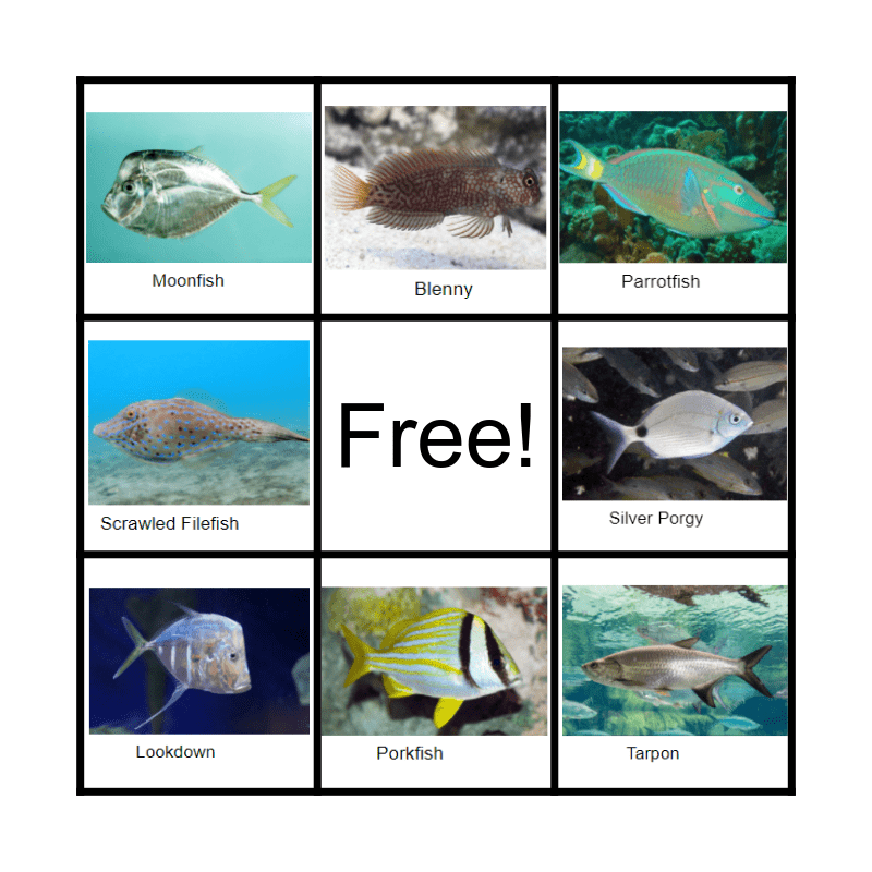 Deerfield Beach Cam Fish Bingo Card