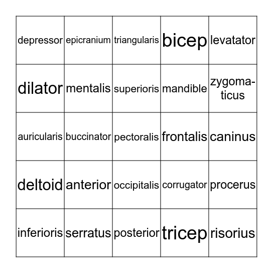 ANATOMY & PHYSIOLOGY: MUSCLES Bingo Card
