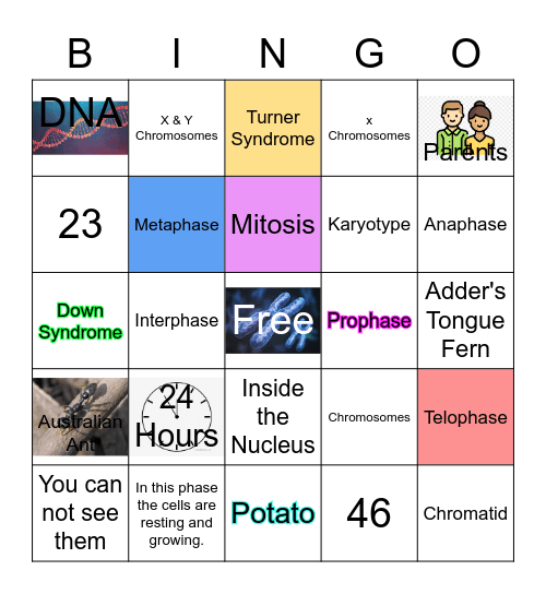 Chromosomes Bingo Card