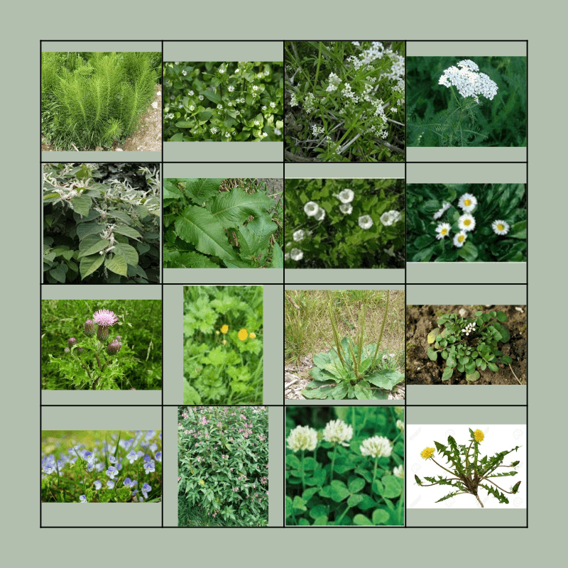 WEED IDENTIFICATION Bingo Card