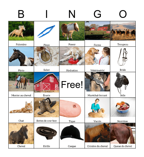 Equine Bingo Card