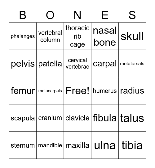 Human Skeleton Bingo Card