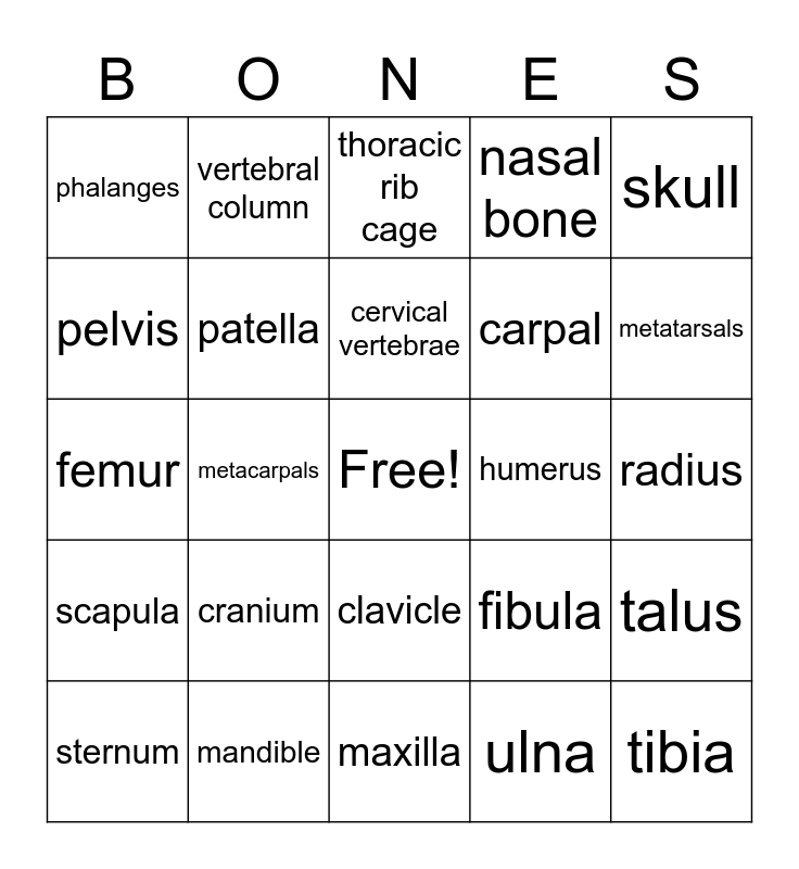 Human Skeleton Bingo Card