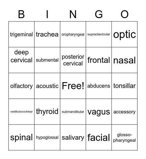 HA Cranial Nerves and Lymph Nodes Bingo Card