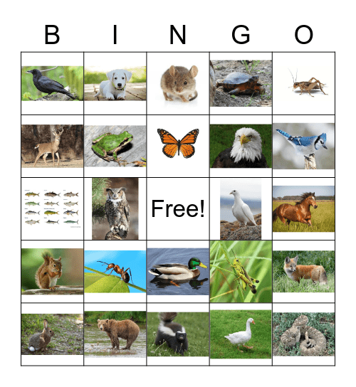 Animals & Insects Bingo Card