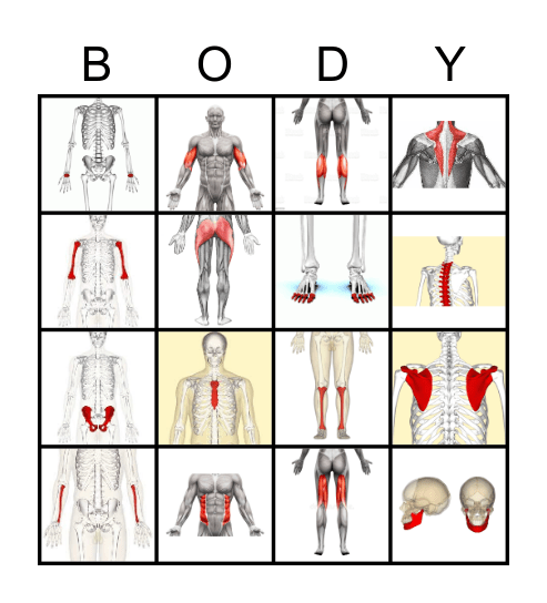 Bones and muscle revision Bingo Card