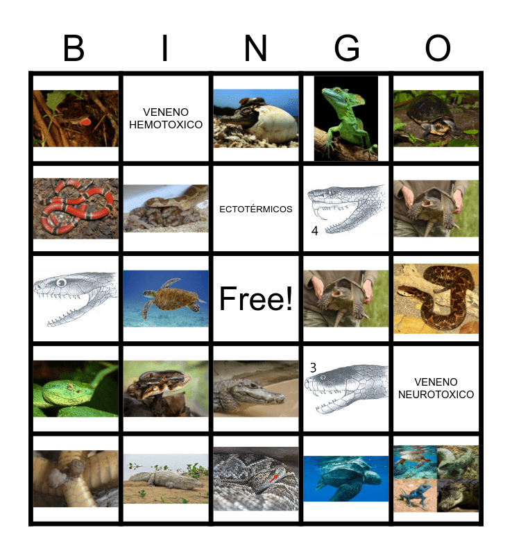 REPTILES DE COSTA RICA Bingo Card