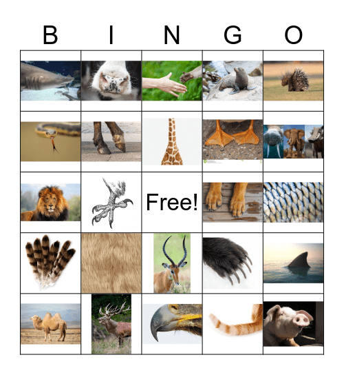 Animal Parts Bingo Card
