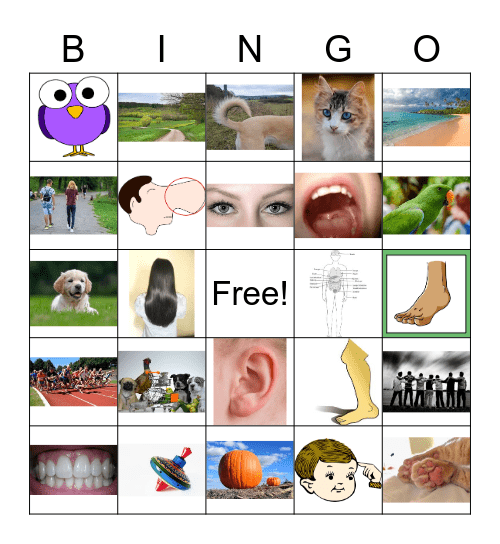 partes del cuerpo Bingo Card