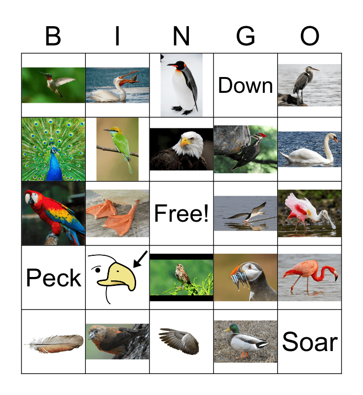 Birds! Bingo Card
