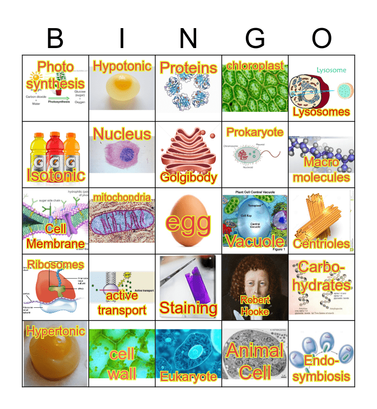 Cell Biology 1 Bingo Card
