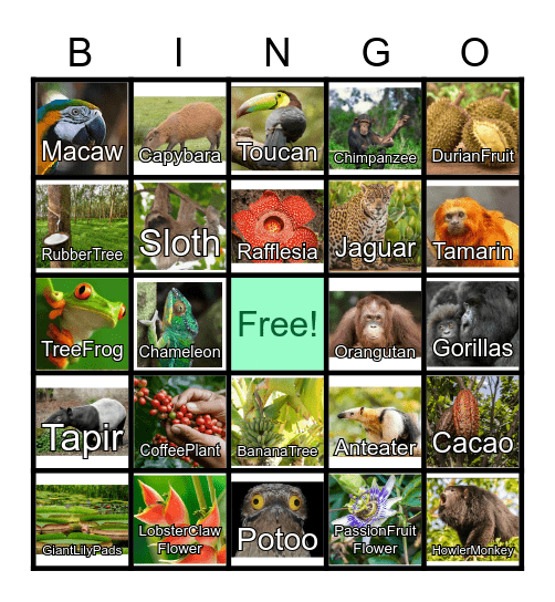 Rainforest BINGO Card