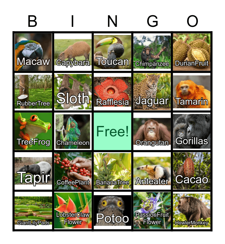 Rainforest BINGO Card
